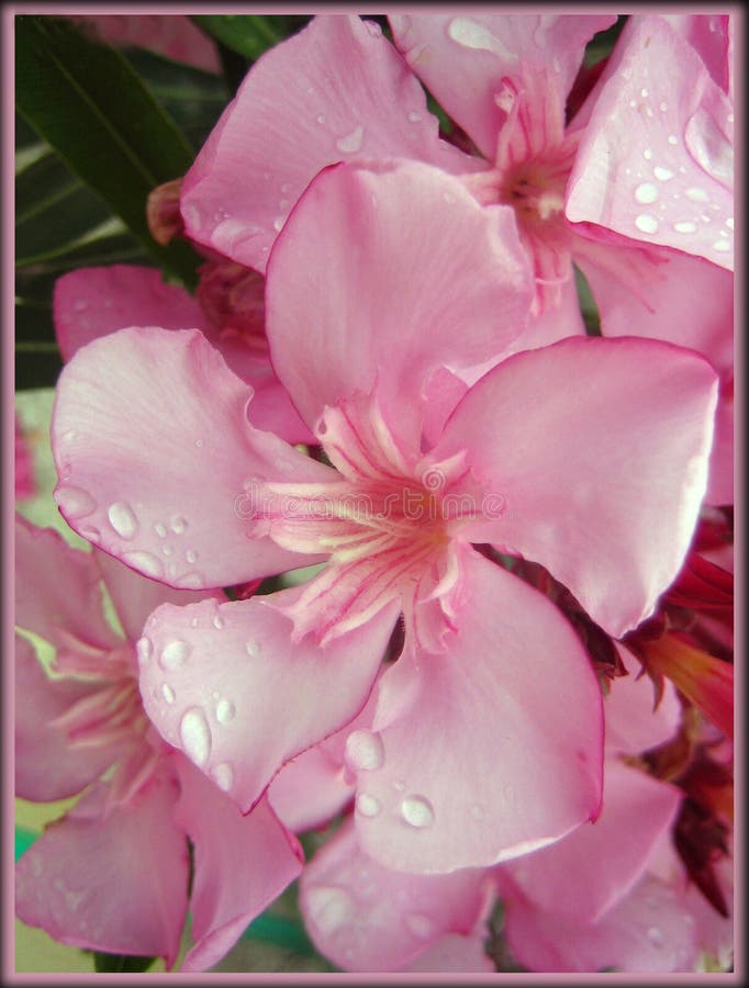 Nerium Oleander Flower Background Wallpaper Fine Art Prints Stock Photo ...