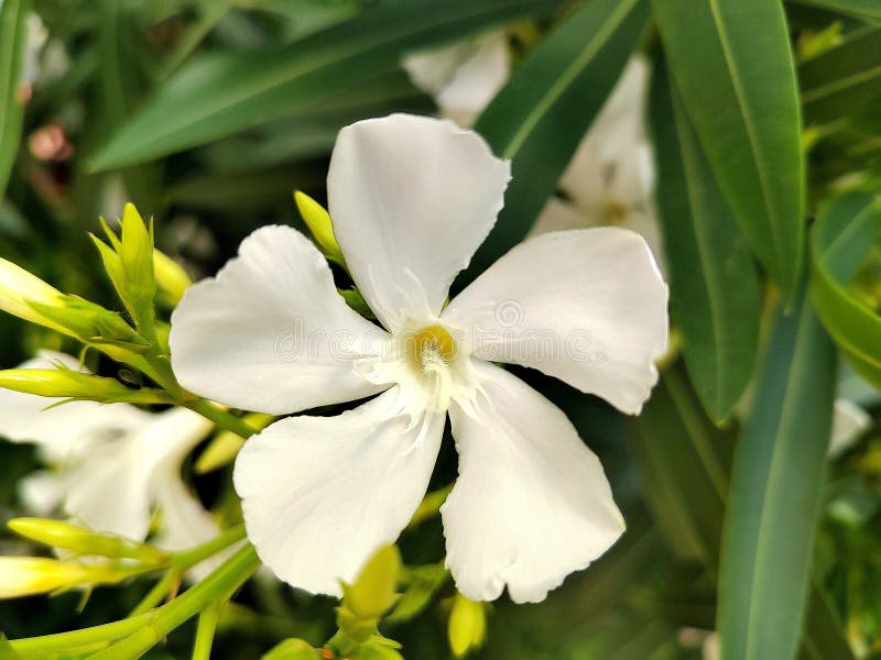 Nerium Oleander flower stock photo. Image of space, white - 279449682