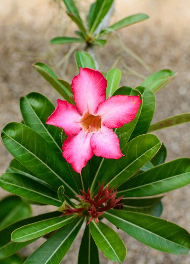 Nerium oleander flowers stock image. Image of rose, flora - 43094717