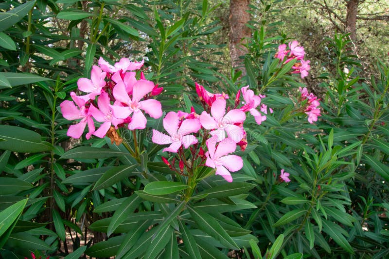 Nerium Oleander, Most Commonly Known As Oleander or Nerium Stock Image ...