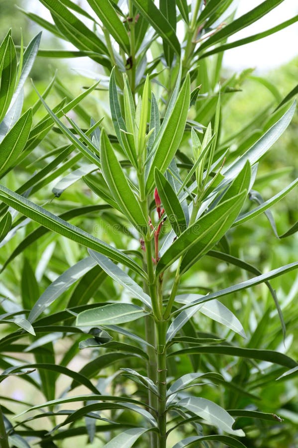 Nerium oleander stock photo. Image of oleander, nature - 101146278