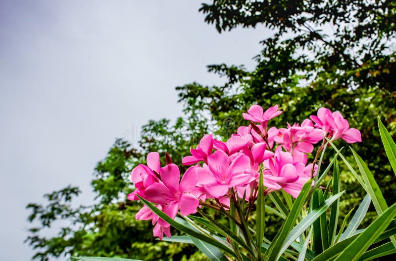 Nerium Oleander Rosa L Fiore in Giardino Fotografia Stock - Immagine di ...