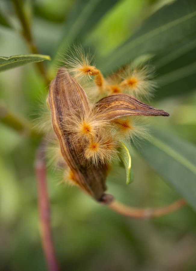 Seeds of Nerium oleander stock photo. Image of apterus - 186594242