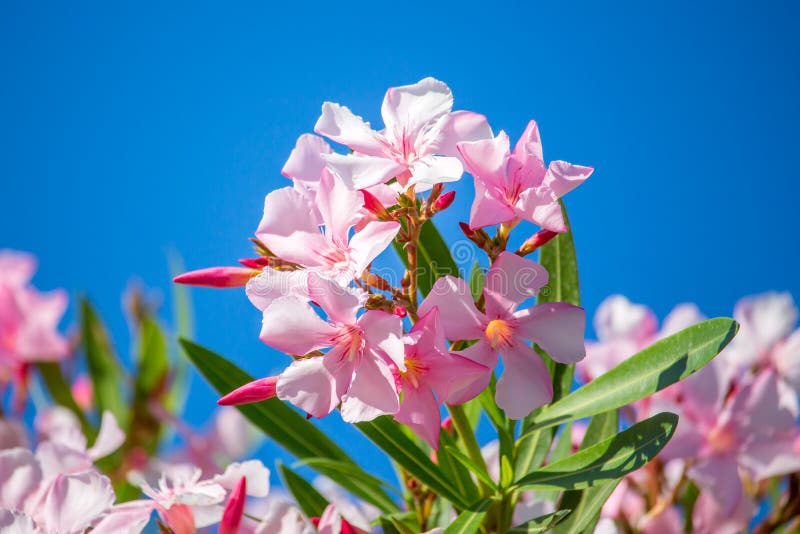 Nerium Oleander. Spring, Sunny Day Stock Image - Image of oleander ...