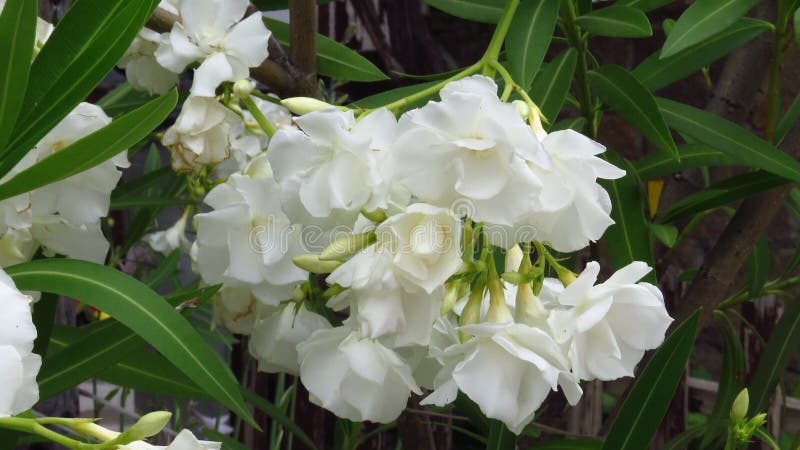 Nerium Oleander Tree Blooming White. Nerium Oleander Splendens - Dwarf ...