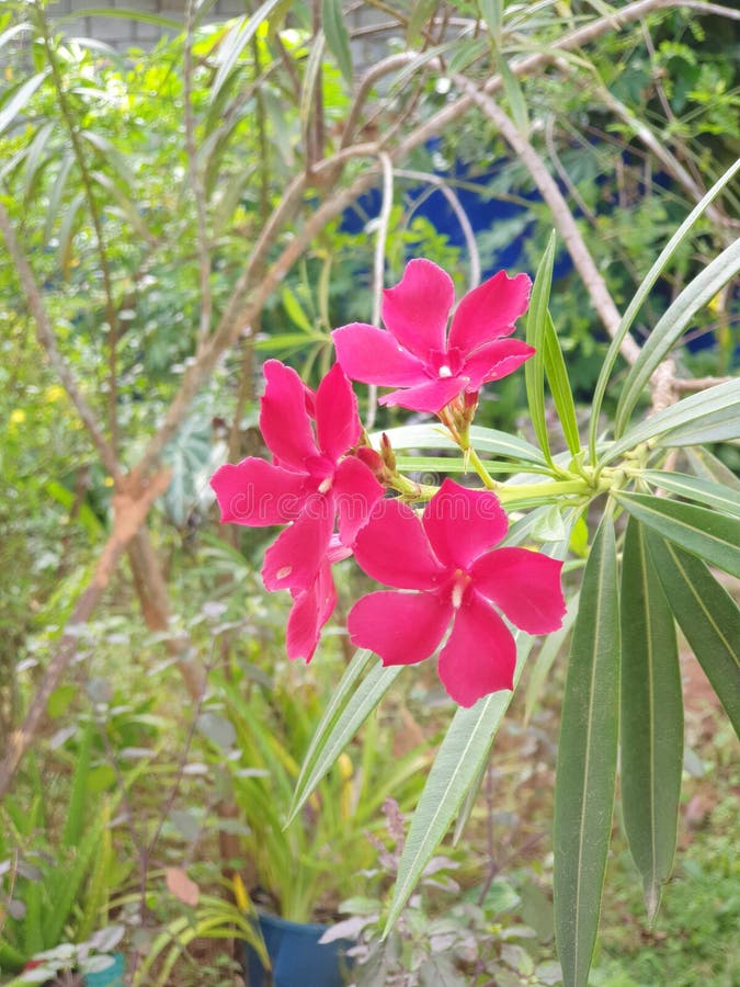 Nerium oleander tree stock photo. Image of garden, nature - 251679814