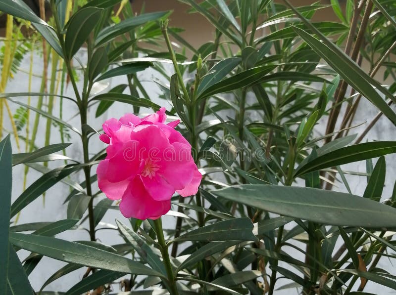 Olender Stock Photos - Free & Royalty-Free Stock Photos from Dreamstime