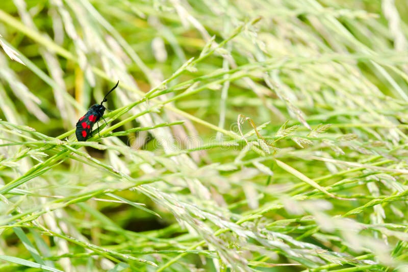 Nero E Rosso Ha Macchiato L'insetto Con L'antenna Lunga Fotografia ...