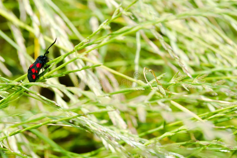 Nero E Rosso Ha Macchiato L'insetto Con L'antenna Lunga Fotografia ...