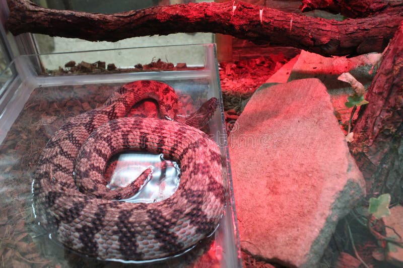 Nerodia Rhombifer Striped Snake in a Terrarium Aquarium Stock Photo ...