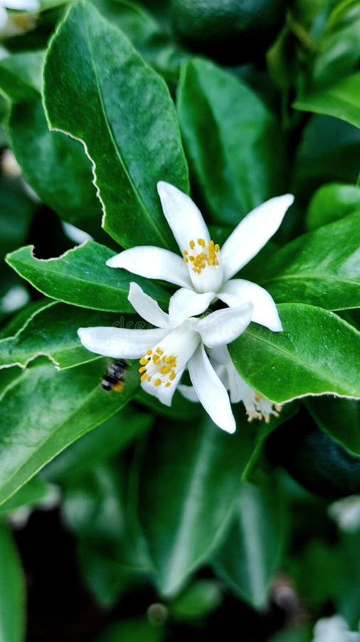 Neroli is Also the Name of the Essential Oil that Comes from the ...
