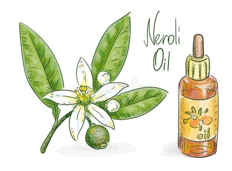 Neroli Oil Vector Stock Illustrations 195 Neroli Oil Vector Stock