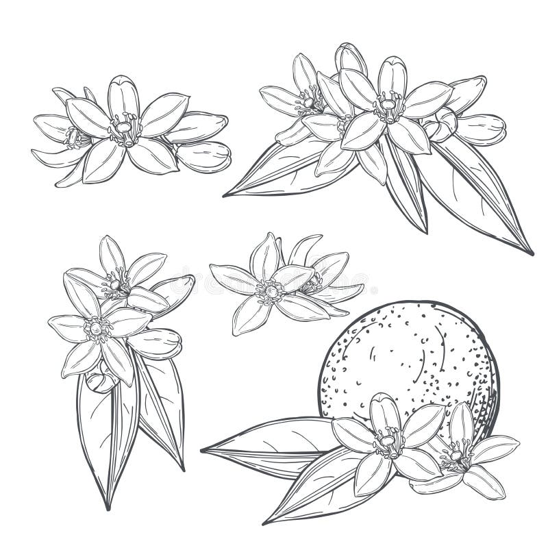 Neroli Orange Flowers Vector Illustration Stock Vector Illustration