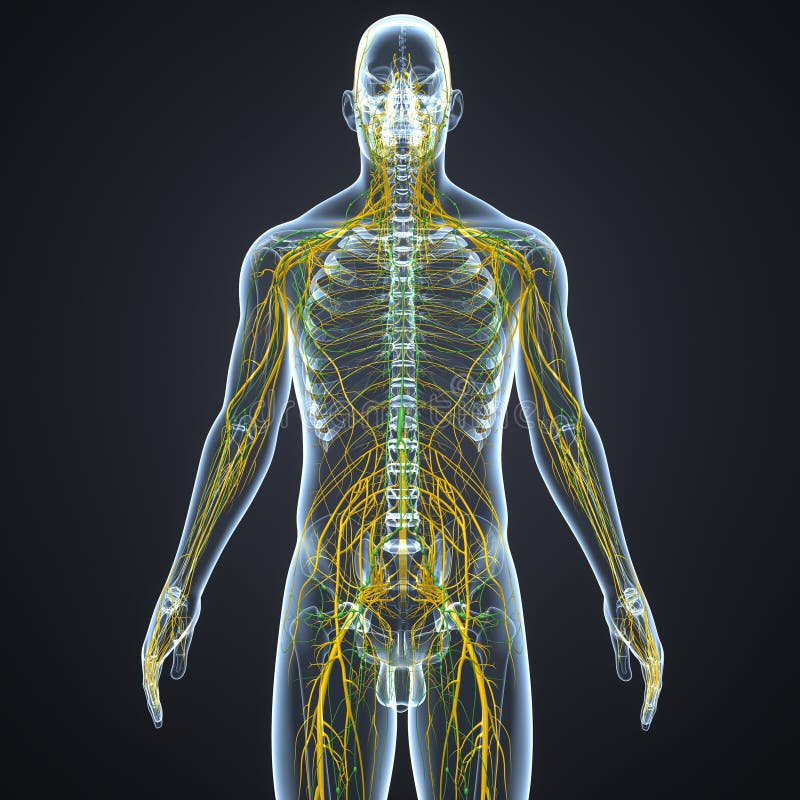 Nerv- Och Lymfaknutpunkter Med Den Skelett- Kroppen Stock ...