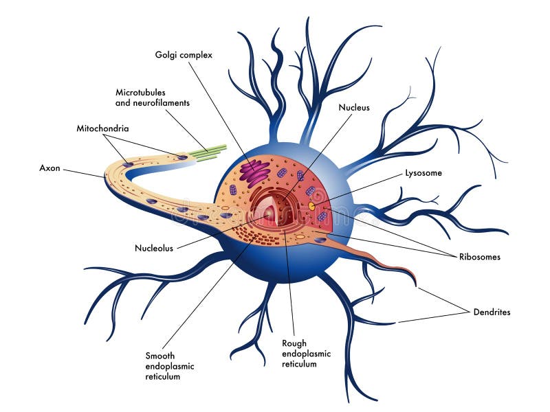 Microtubules In Nucleus Molecular Expressions Cell Biology: Animal
