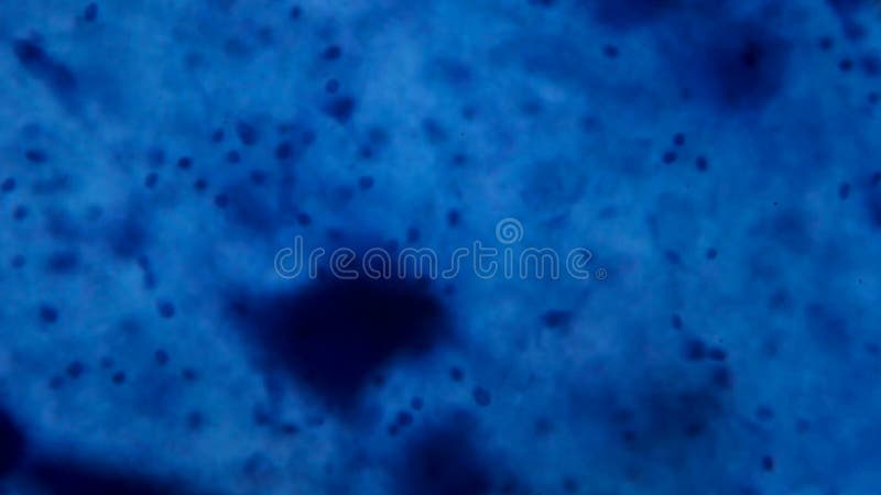 Nerve Cell Under the Microscope - Abstract Blue Dots on White Ba Stock ...