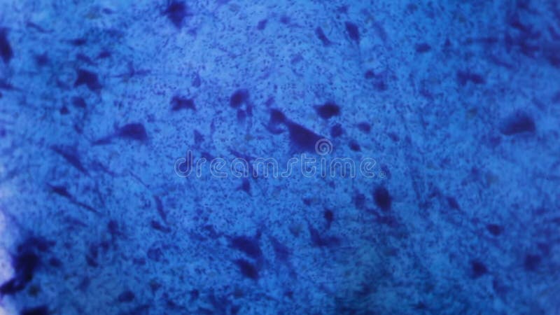 Nerve Cell Under the Microscope - Abstract Blue Dots on White Ba Stock ...