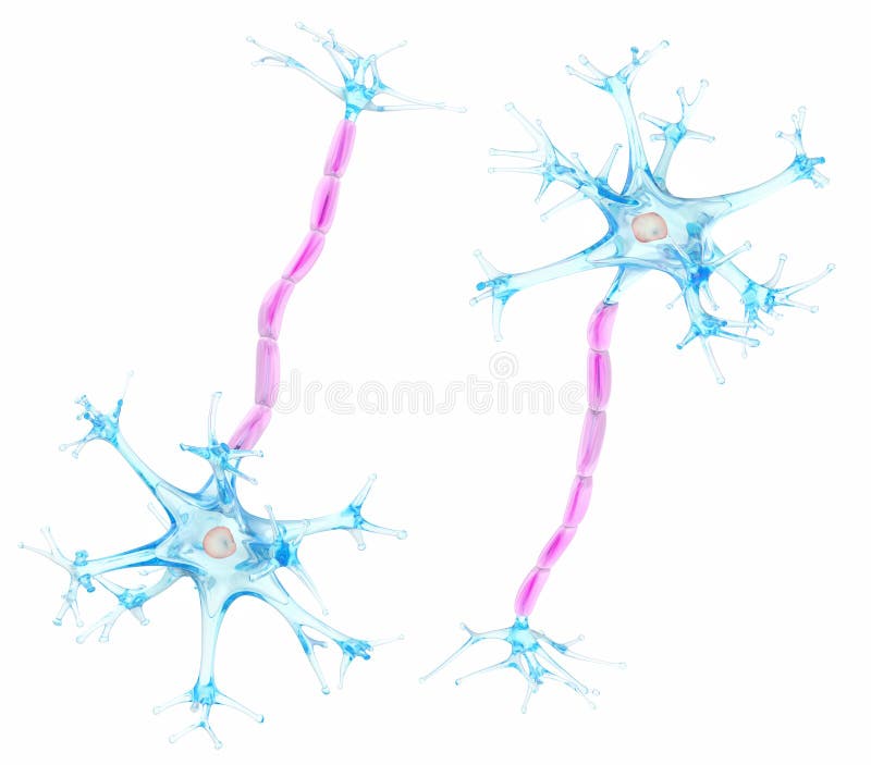 Nerve cells set stock illustration. Illustration of neuron - 121390978