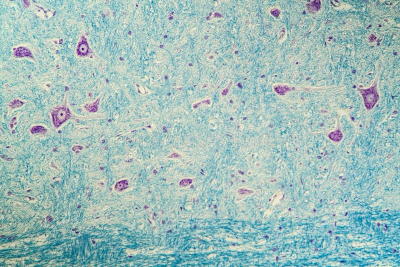 Nerve Cells Under the Microscope Stock Image - Image of tiny, histology ...