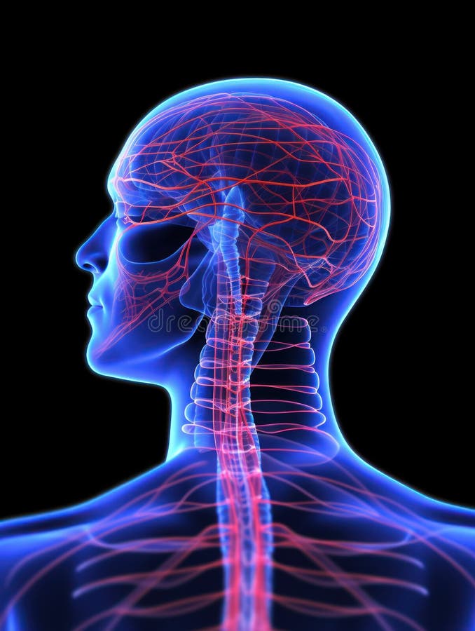 Nerve Network: Nervous System - Unraveling the Intricate Web of Neurons ...