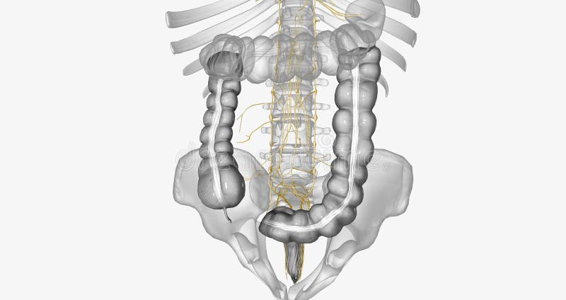 The Nerve Supply of the Colon is Divided into Two Parts, the Parts of ...