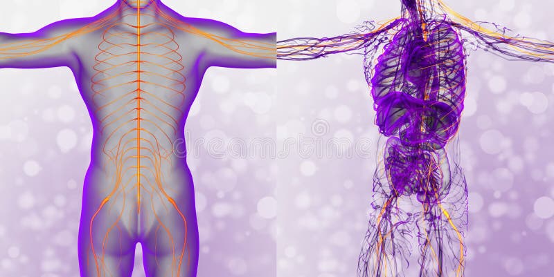 Nerve system stock illustration. Illustration of skeletal - 88885169