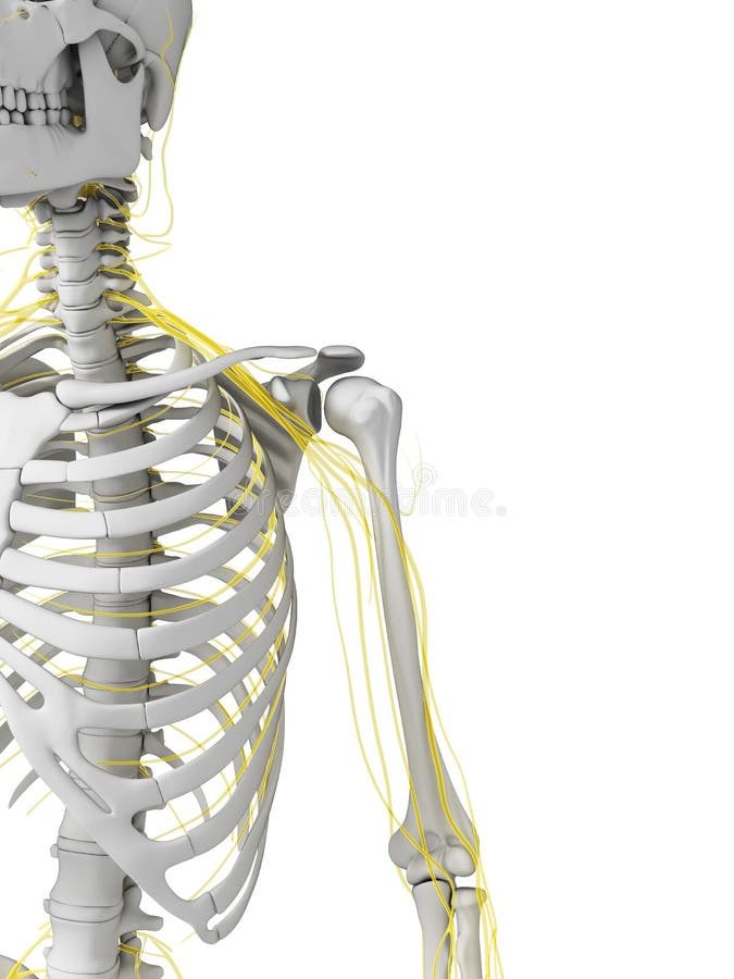 Nerven und Skelett stock abbildung. Illustration von netzkabel - 30721837