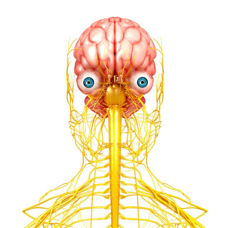 Nervensystem Mit Zirkulation Im Menschlichen Körper Stock Abbildung ...