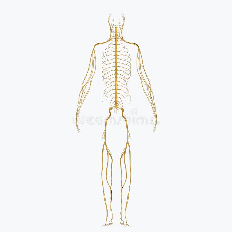 Nerver stock illustrationer. Illustration av anatomical - 43014224