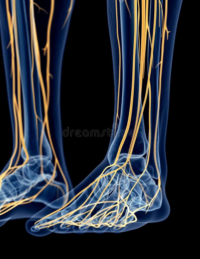 The nerves of the foot stock illustration. Illustration of human - 57002254