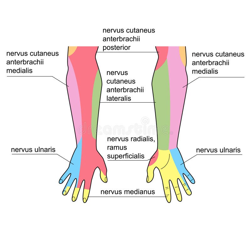 Nerves of the hand. stock vector. Illustration of male - 45207579