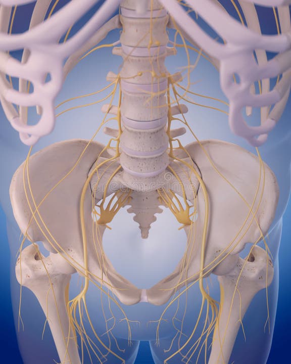 Nerves of the hip stock illustration. Illustration of rendering - 58830134