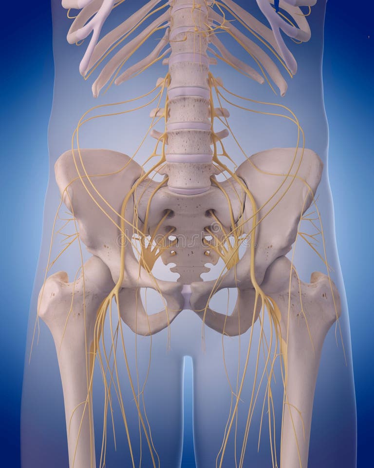 Hip Nerves Stock Illustrations – 108 Hip Nerves Stock Illustrations ...