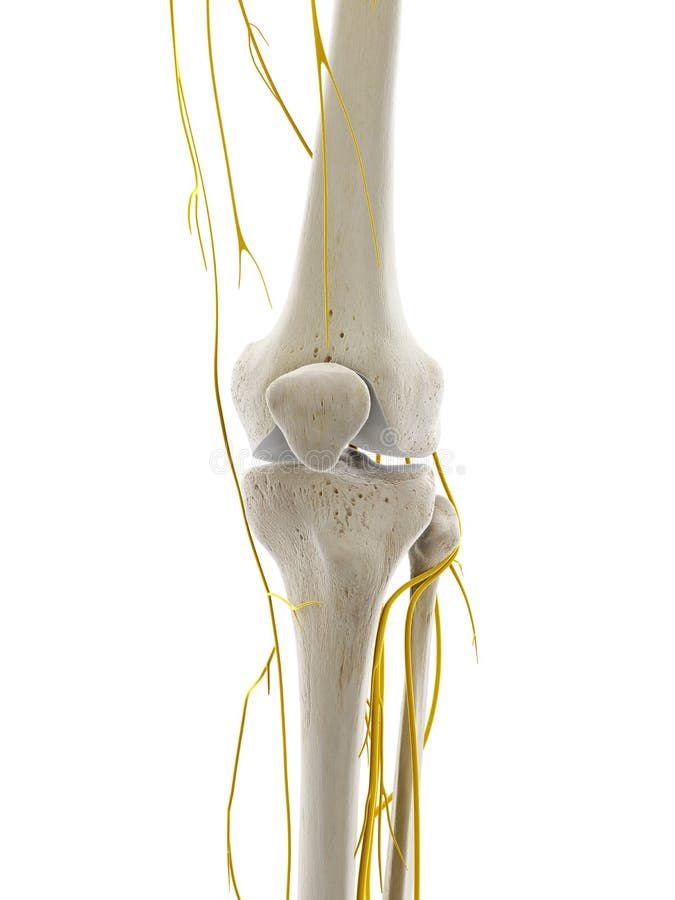 The nerves of the knee stock illustration. Illustration of human ...