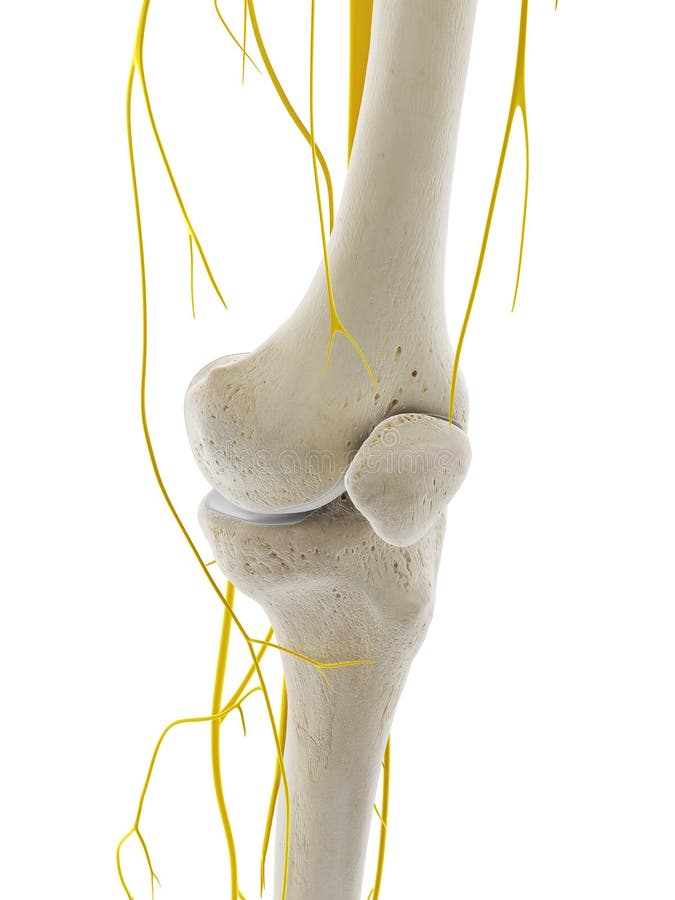 The nerves of the knee stock illustration. Illustration of sciatic ...