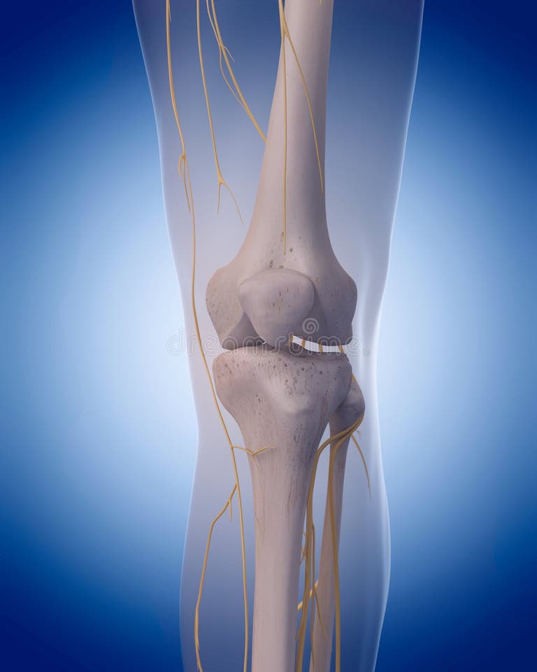 Knee Nerves Stock Illustrations – 92 Knee Nerves Stock Illustrations ...