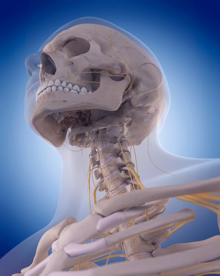 Nerves of the neck stock illustration. Illustration of nerves - 58830258