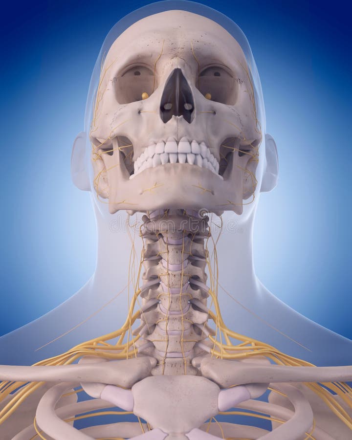 Nerves of the neck stock illustration. Illustration of brachial - 58830656