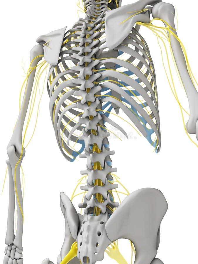 Nerves and skeleton stock illustration. Illustration of male - 30721827