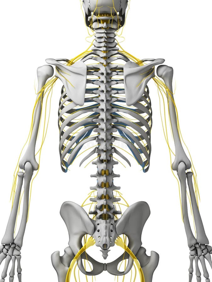 Nerves and skeleton stock illustration. Illustration of health - 30721887