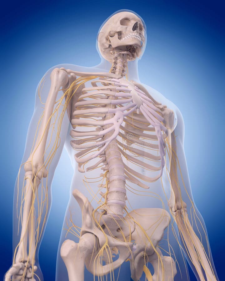 I nervi del torace illustrazione di stock. Illustrazione di medicamente ...