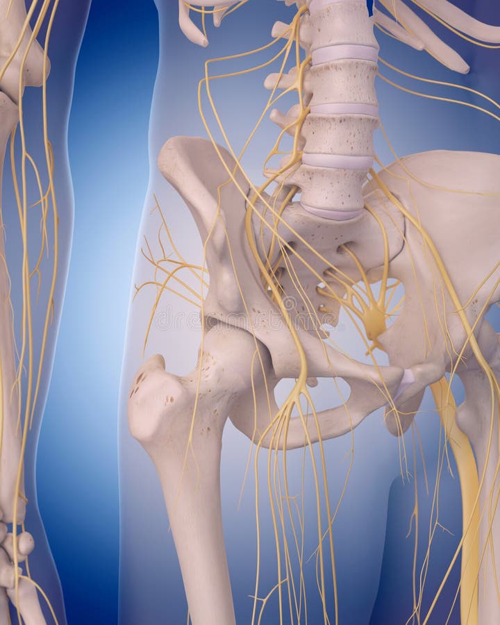 Nervi sacrali illustrazione di stock. Illustrazione di anteriore - 25235095