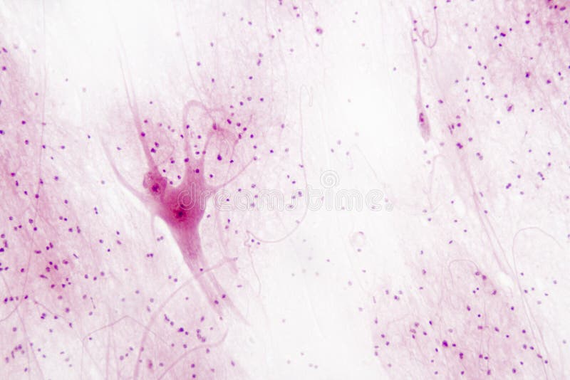 Terminaciones Nerviosas Motoras Bajo El Microscopio Imagen de archivo ...