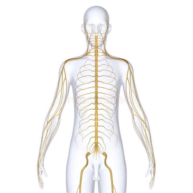 Nervios stock de ilustración. Ilustración de lumbar, dolor - 43014227