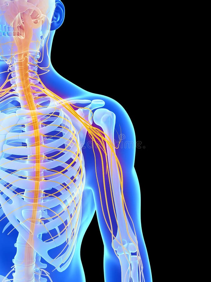 Nervios del hombro stock de ilustración. Ilustración de desgaste - 30721771