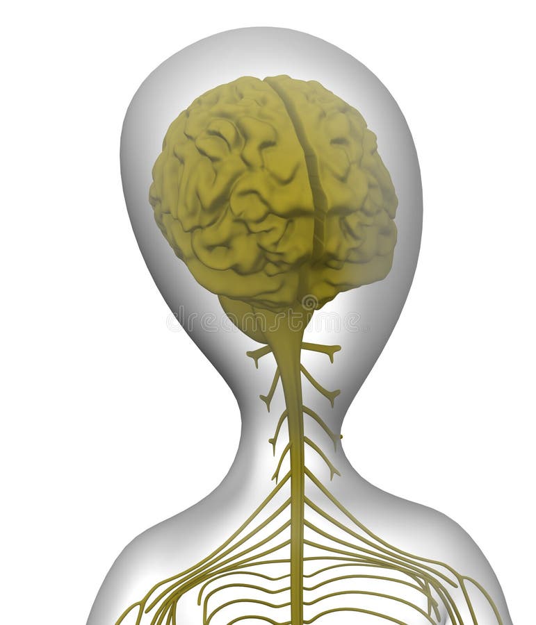 Nervous System Cute Stock Illustrations – 324 Nervous System Cute Stock ...