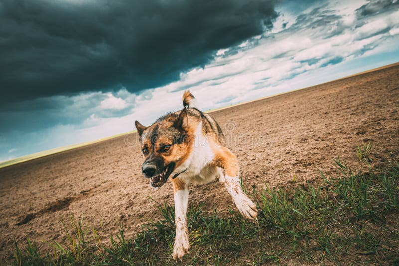 Nervous Dog Angry Aggressive Mad Dog Running on Camera Stock Image ...