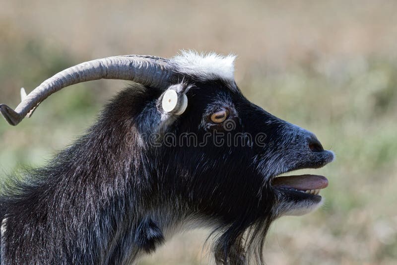 Angry Billy Goat Stock Photos - Free & Royalty-Free Stock Photos from ...