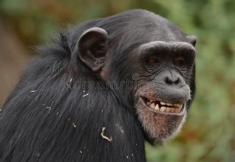 Grinning chimp stock photo. Image of happy, close, wildlife - 2207934