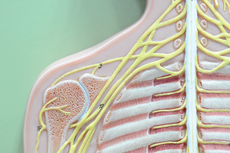 Dog Nervous System - Canis Lupus Familiaris Anatomy - Isolated O Stock ...